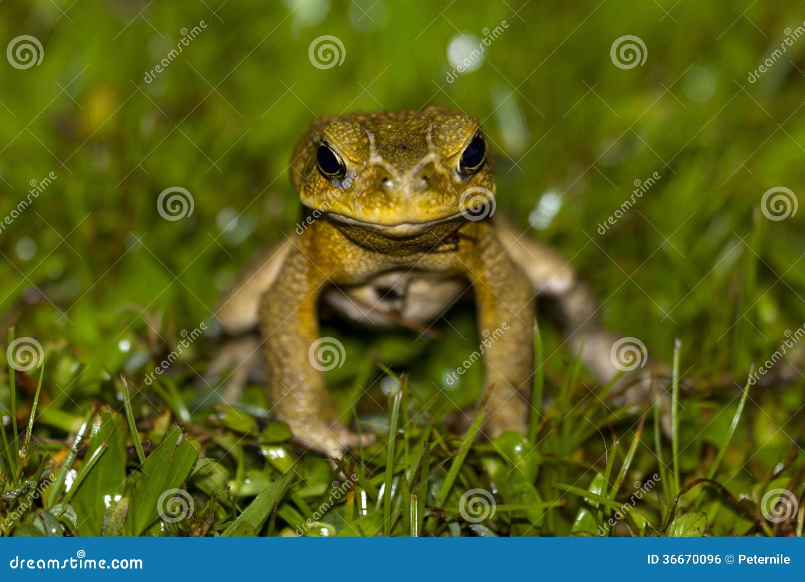 Frog staring at me stock photo. Image of stare, face - 36670096