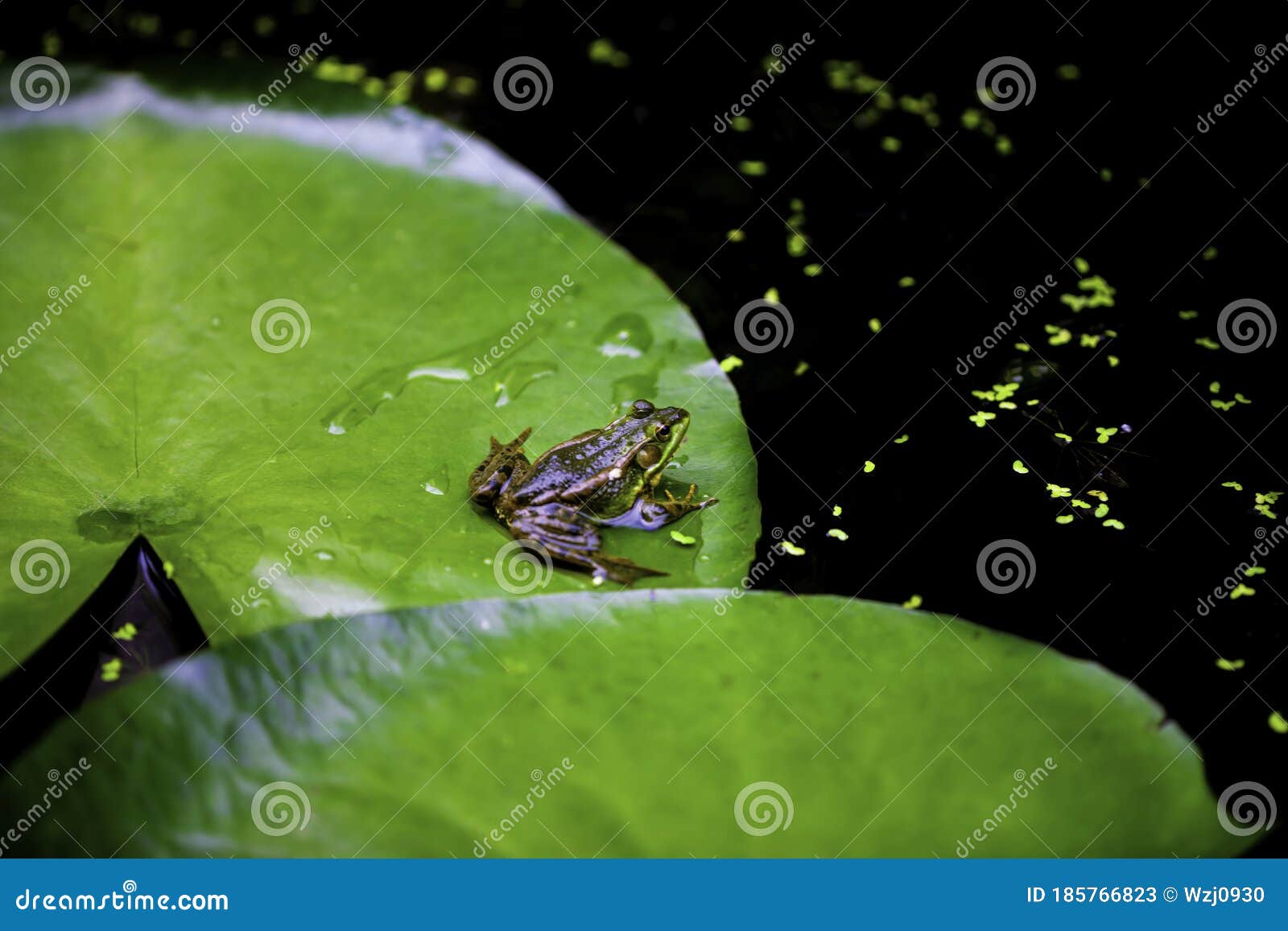 Frog stay on a Lotus leaf stock image. Image of isolated - 185766823