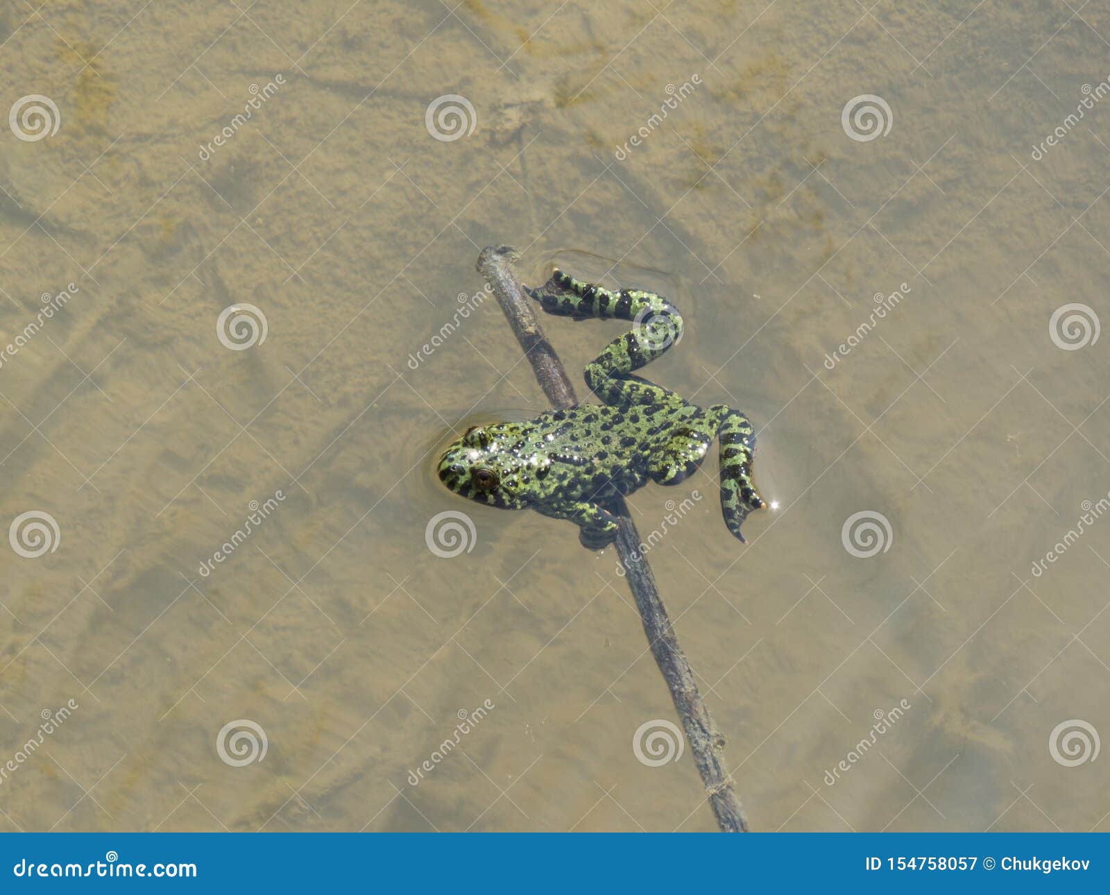 Frog on a stick stock image. Image of nature, puddle - 154758057