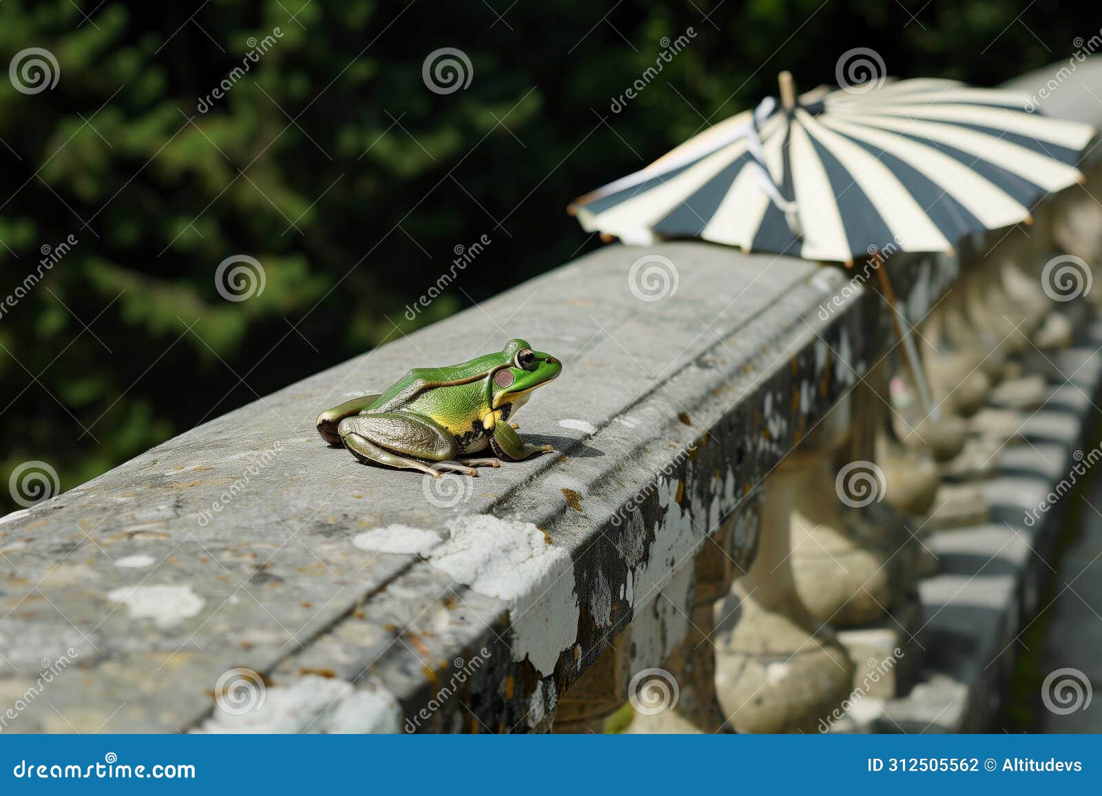 Frog on a Stone Bridge Railing, Striped Umbrella beside it Stock Photo ...