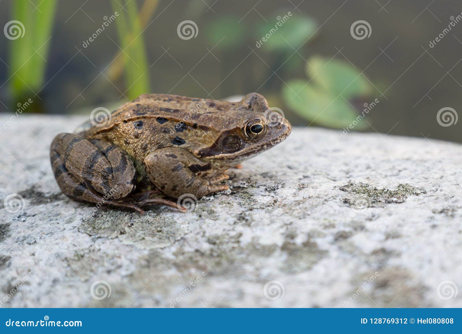 Frog on Stone in Front of Pond Stock Photo - Image of lake, nature ...