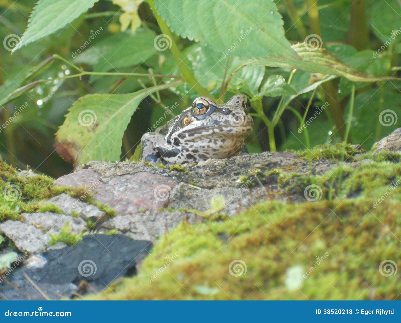Frog and stone stock photo. Image of plants, stone, vegetable - 38520218