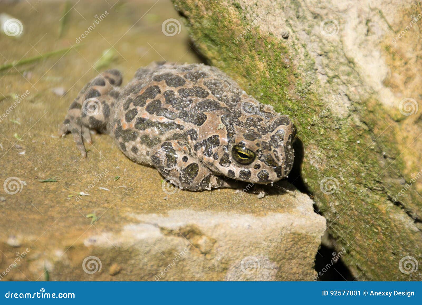 Frog on the stone stock image. Image of frog, animal - 92577801