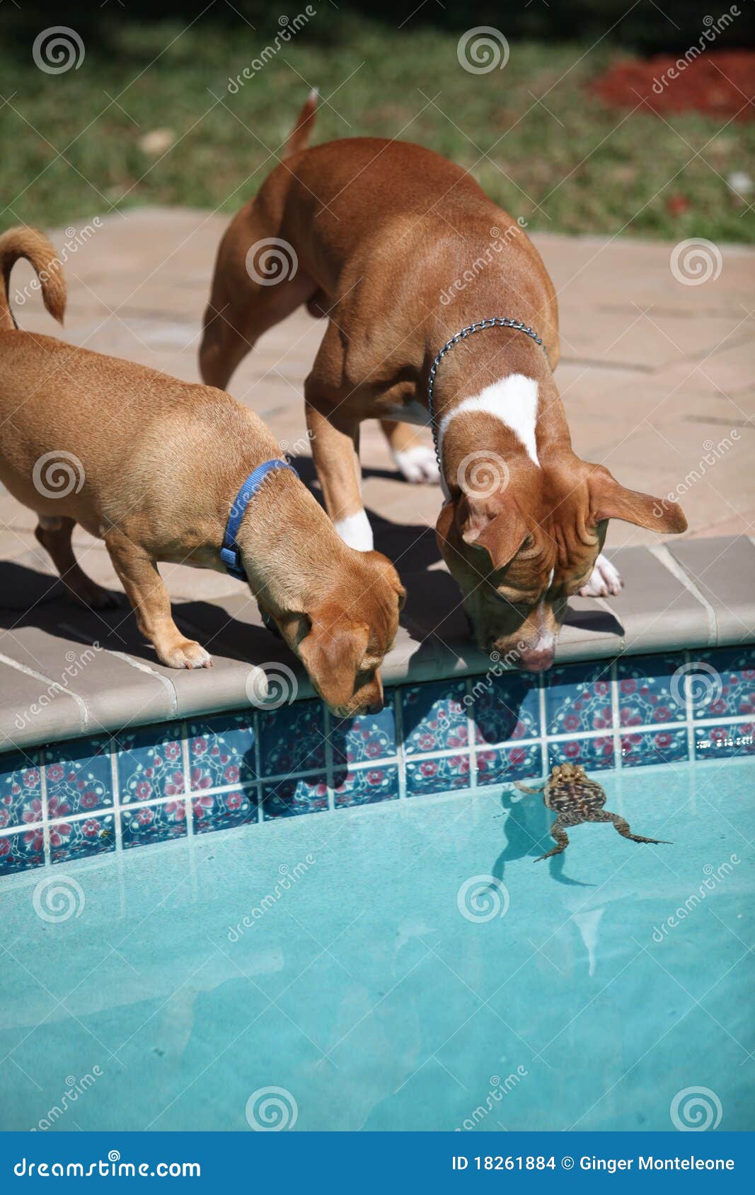 Frog stuck in the pool stock photo. Image of dogs, helping - 18261884