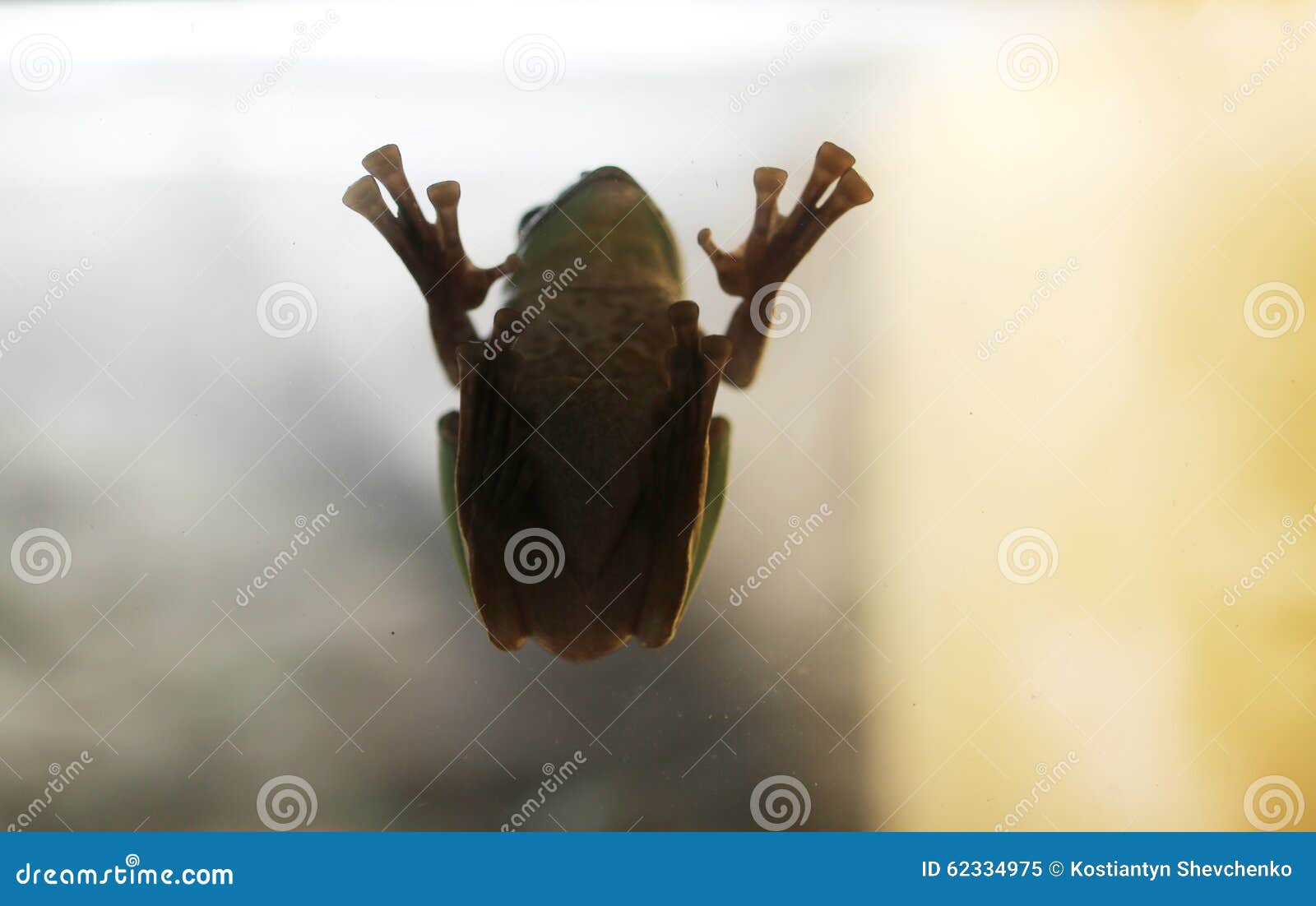 The frog stock image. Image of fingers, sucker, toad - 62334975