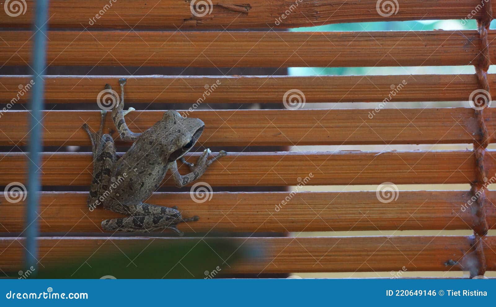 A frog stuck to the wall stock photo. Image of mamalia - 220649146