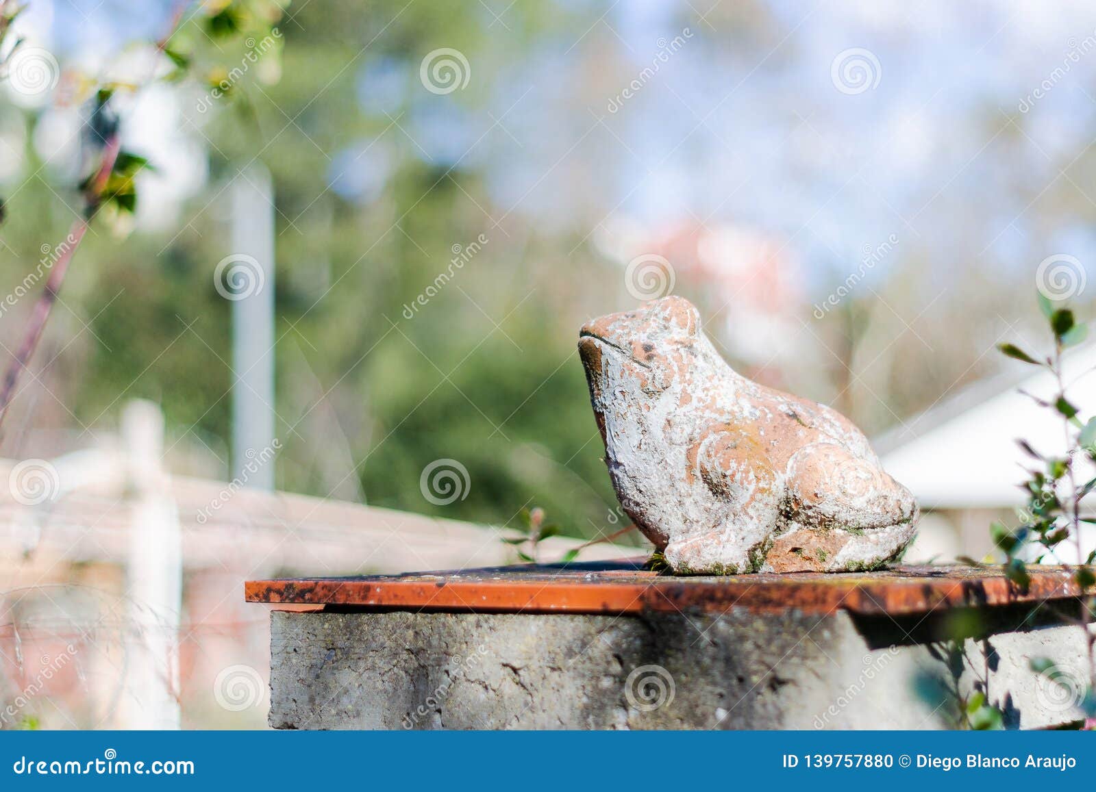 Frog in the sun stock photo. Image of exterior, frog - 139757880