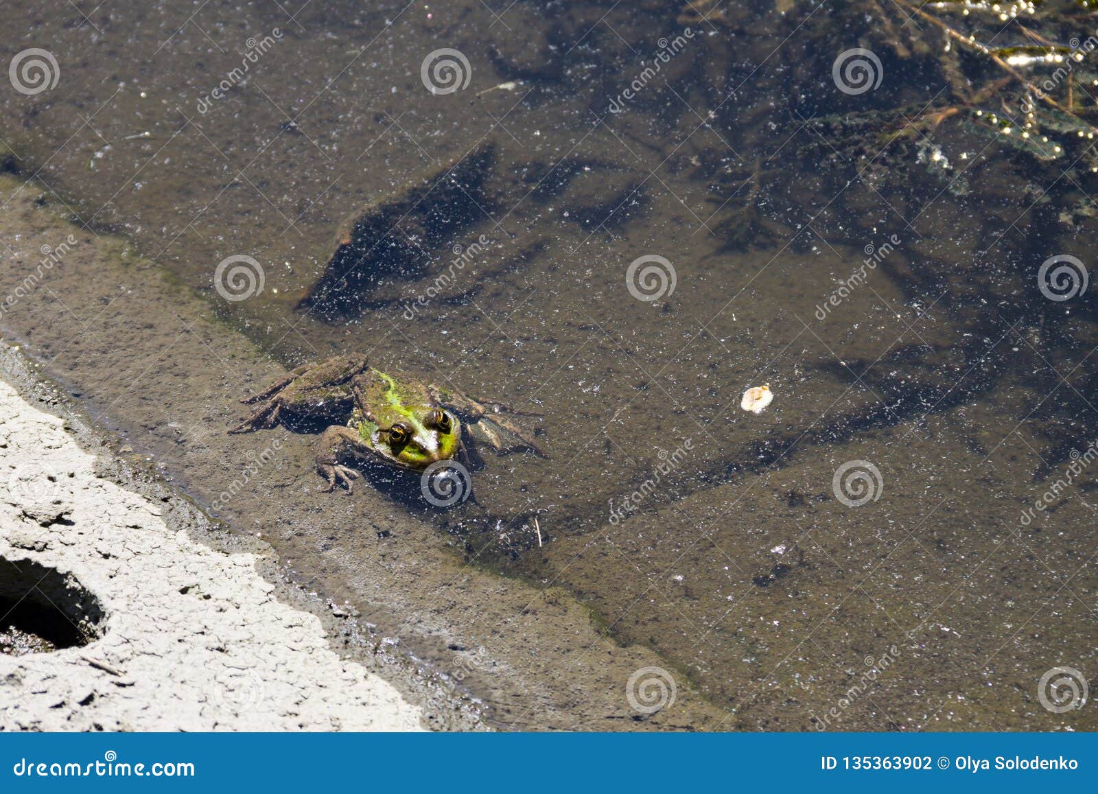 Frog in swamp stock photo. Image of life, green, biology - 135363902
