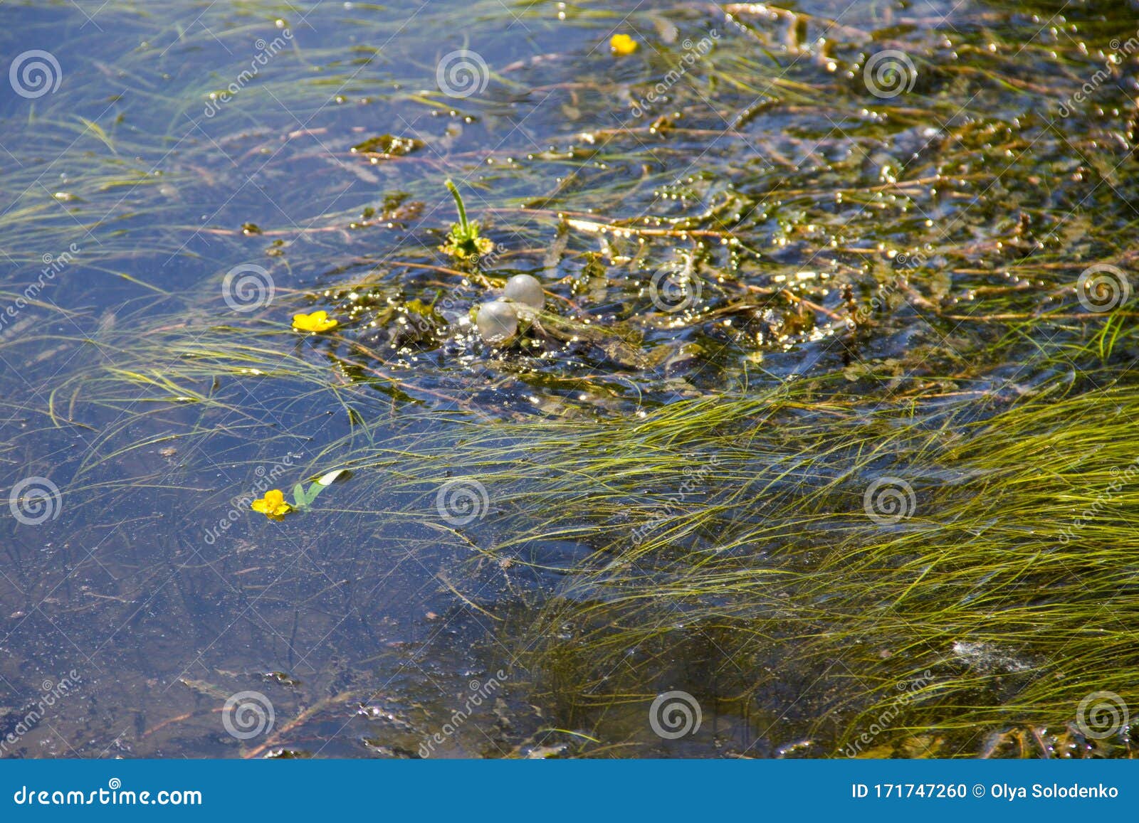 Frog in swamp stock photo. Image of meadow, fauna, biology - 171747260