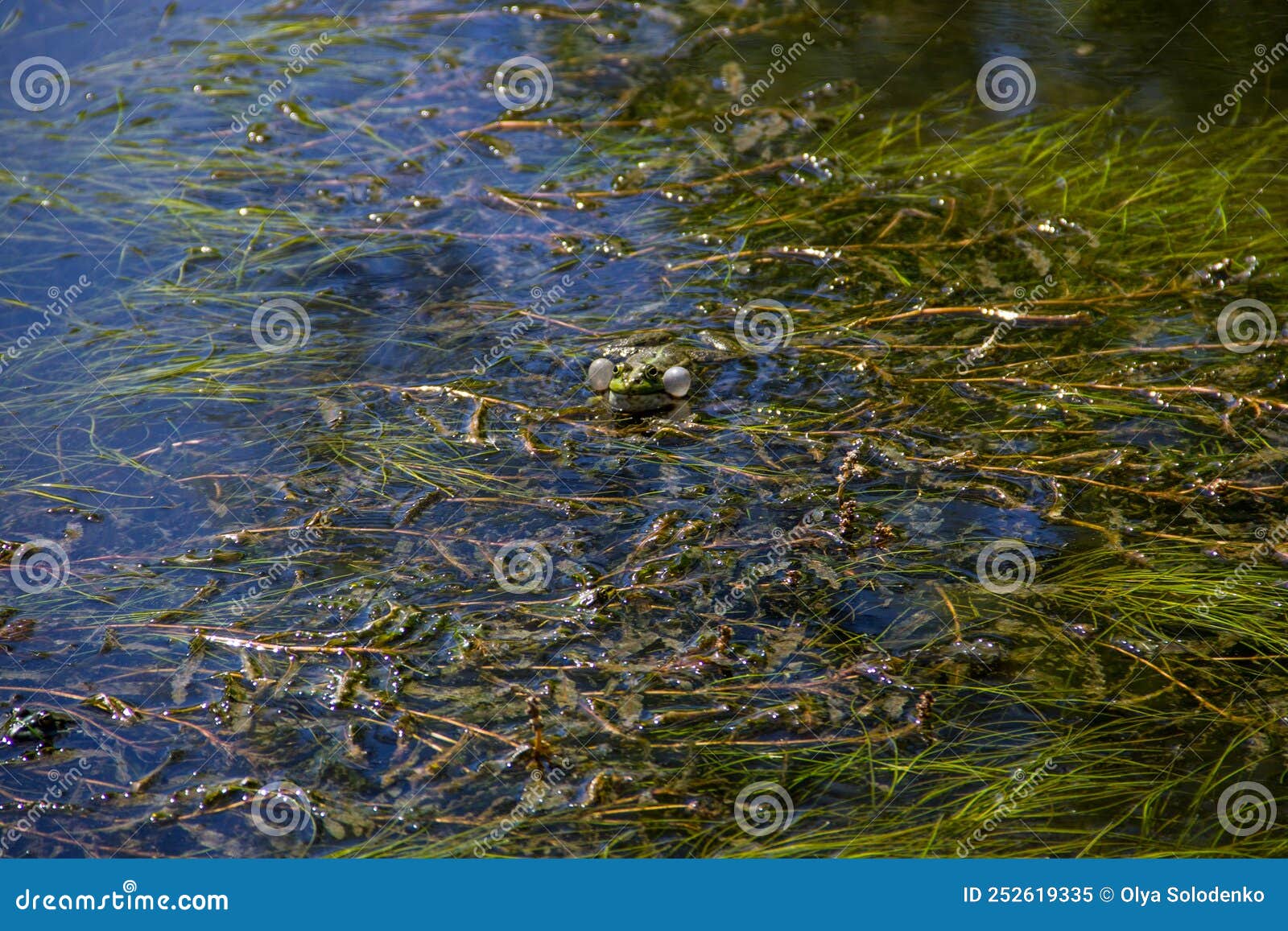 Frog in swamp stock image. Image of small, biology, macro - 252619335