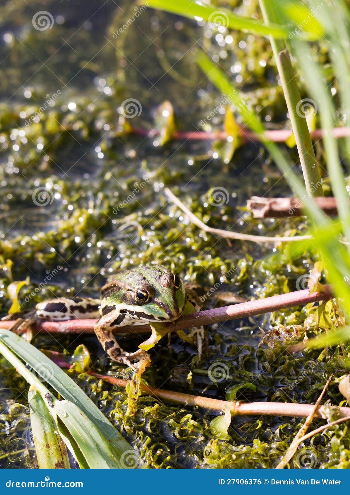Frog in the swamp stock photo. Image of animal, frog - 27906376