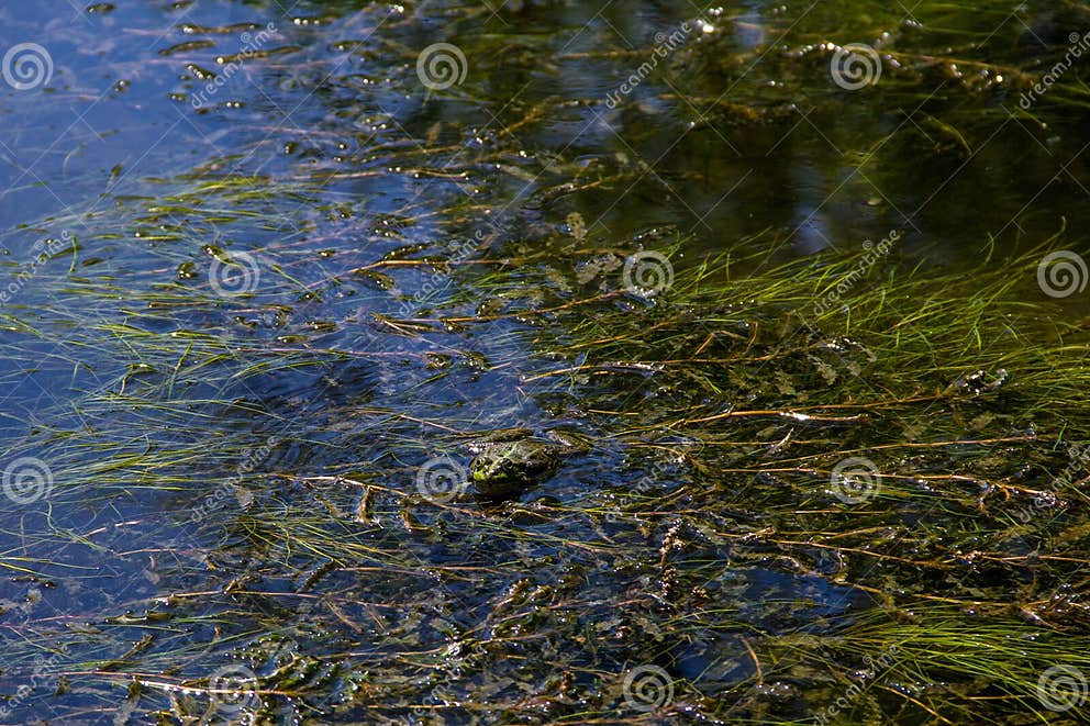 Frog in swamp stock image. Image of habitat, biology - 350050897