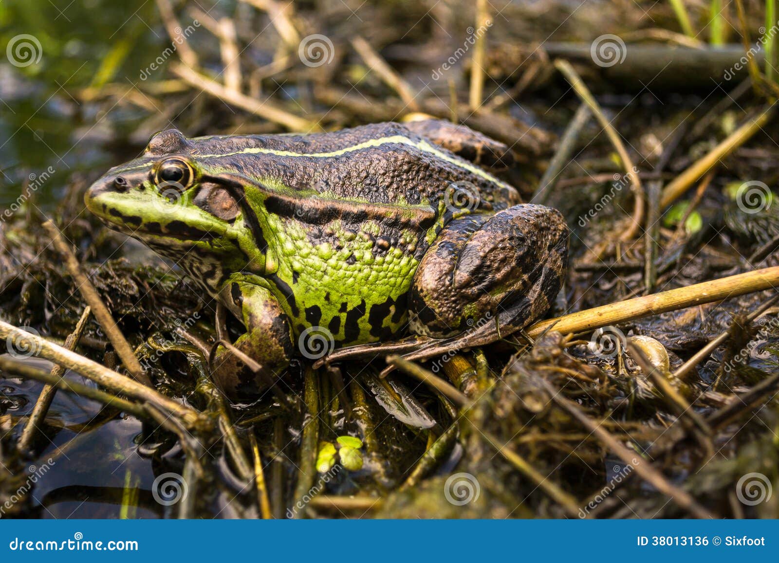 Frog in swamp stock photo. Image of spots, grass, pool - 38013136