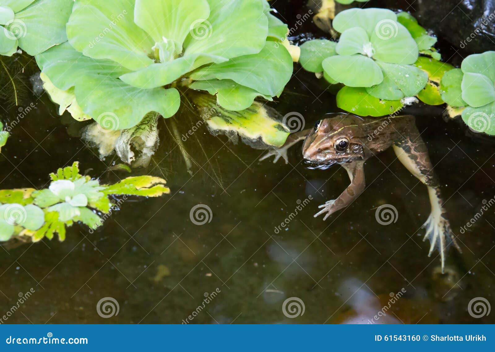 Frog is in the swamp. stock photo. Image of aquatic, color - 61543160
