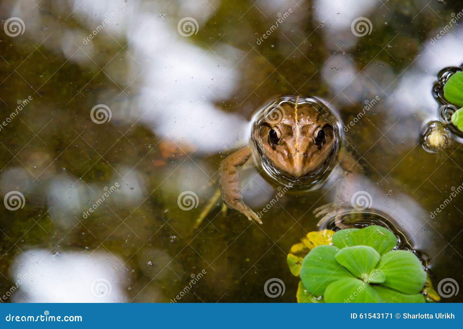 Frog is in the swamp stock image. Image of froggy, calm - 61543171