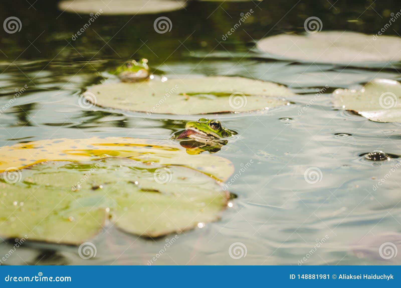 Frog in the Swamp Eats a Worm Stock Image - Image of food, macro: 148881981