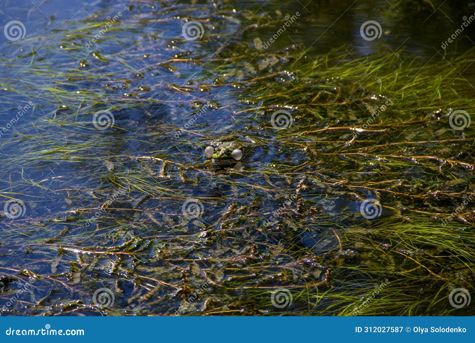 Frog in swamp stock image. Image of meadow, green, european - 312027587