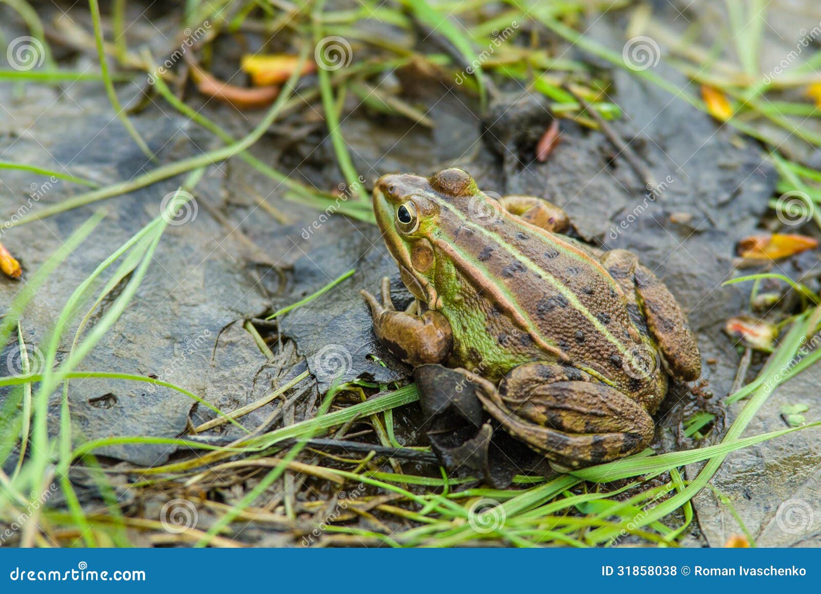 Frog in the swamp stock photo. Image of wild, wildlife - 31858038