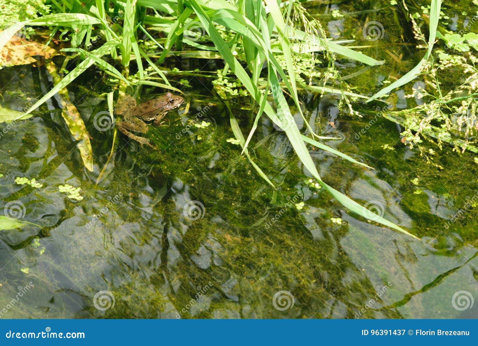 Frog in swamp stock image. Image of common, conservation - 96391437