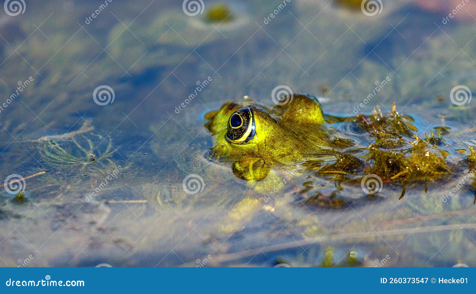 Frog in the Swamps of the Danube Delta Stock Image - Image of fauna ...