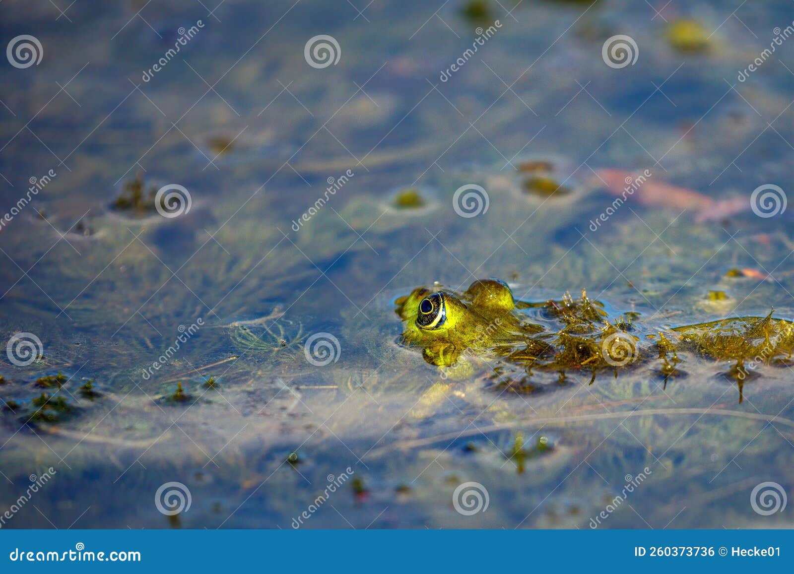 Frog in the Swamps of the Danube Delta Stock Photo - Image of delta ...
