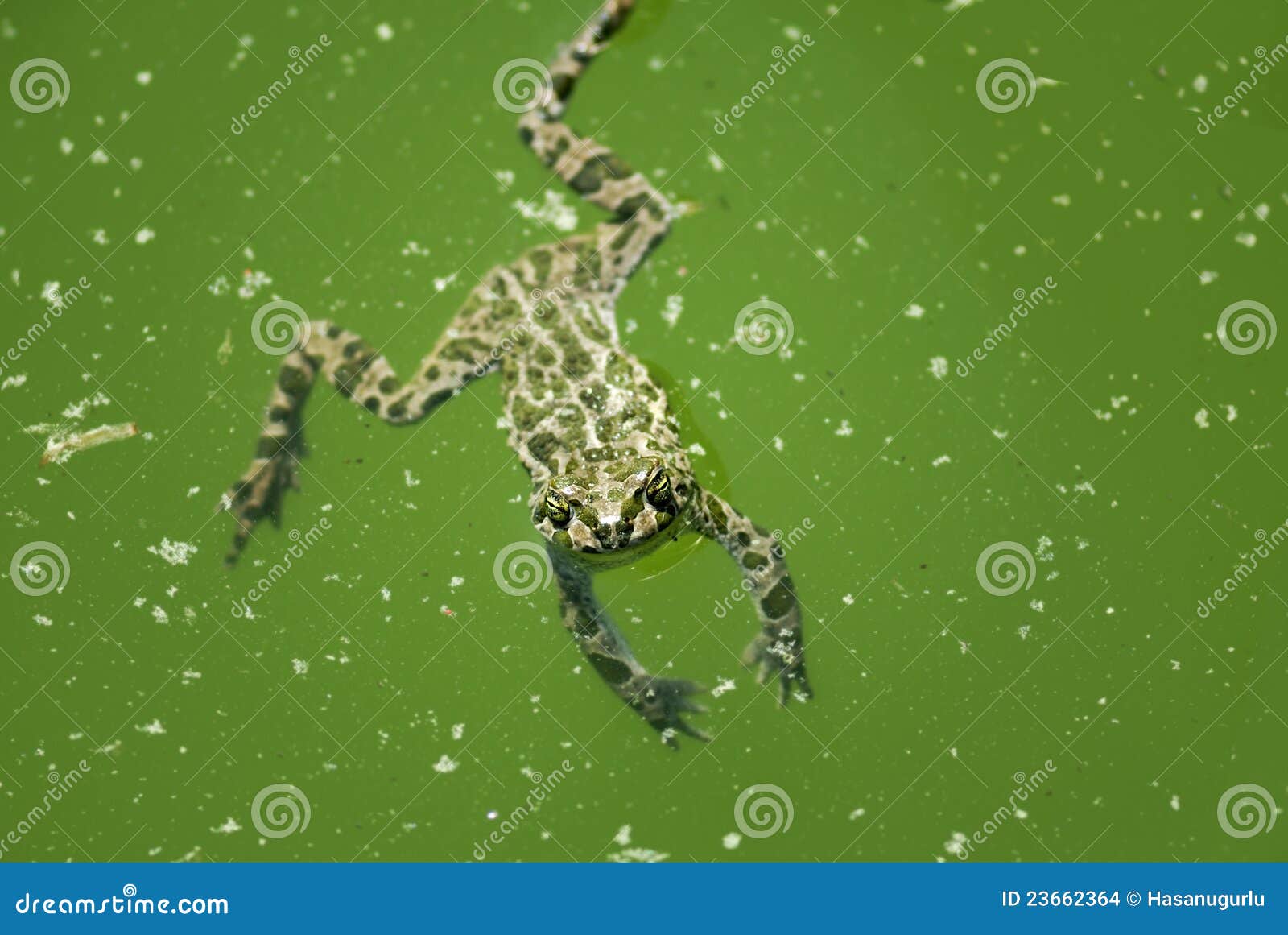 Frog swimming stock photo. Image of legs, water, single - 23662364