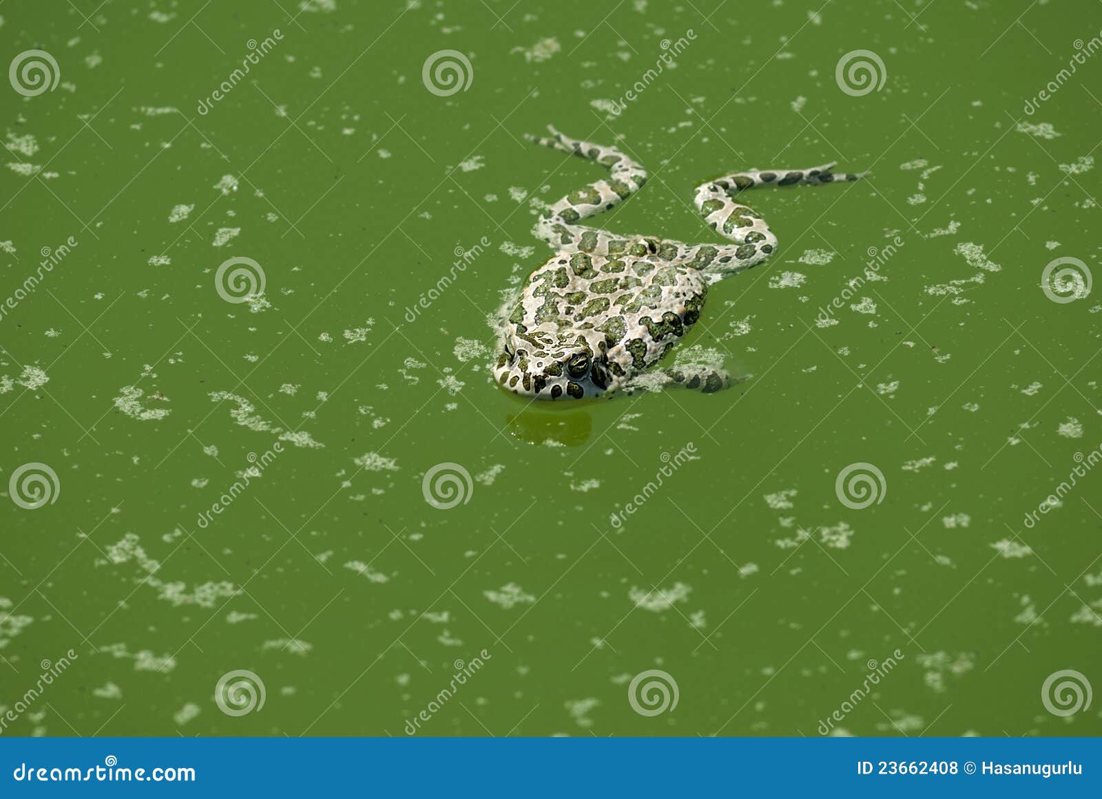 Frog swimming stock photo. Image of animal, macro, frog - 23662408