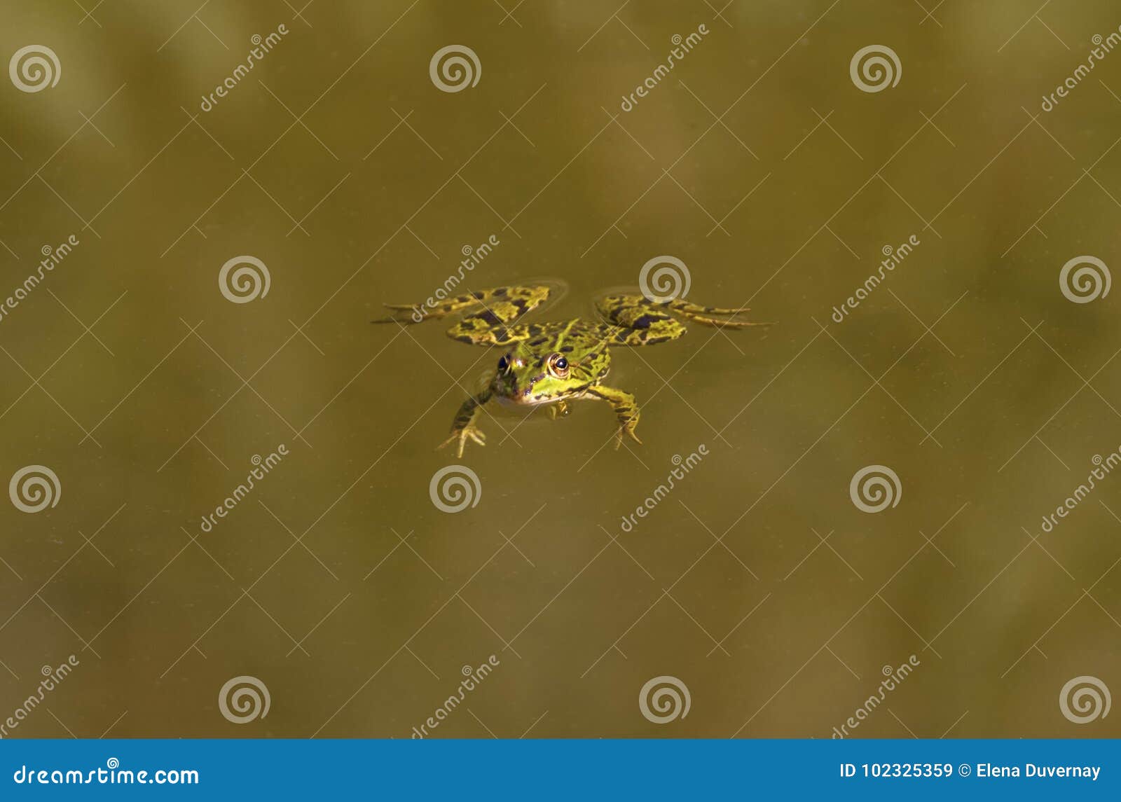 Frog swimming alone stock image. Image of macro, detail - 102325359