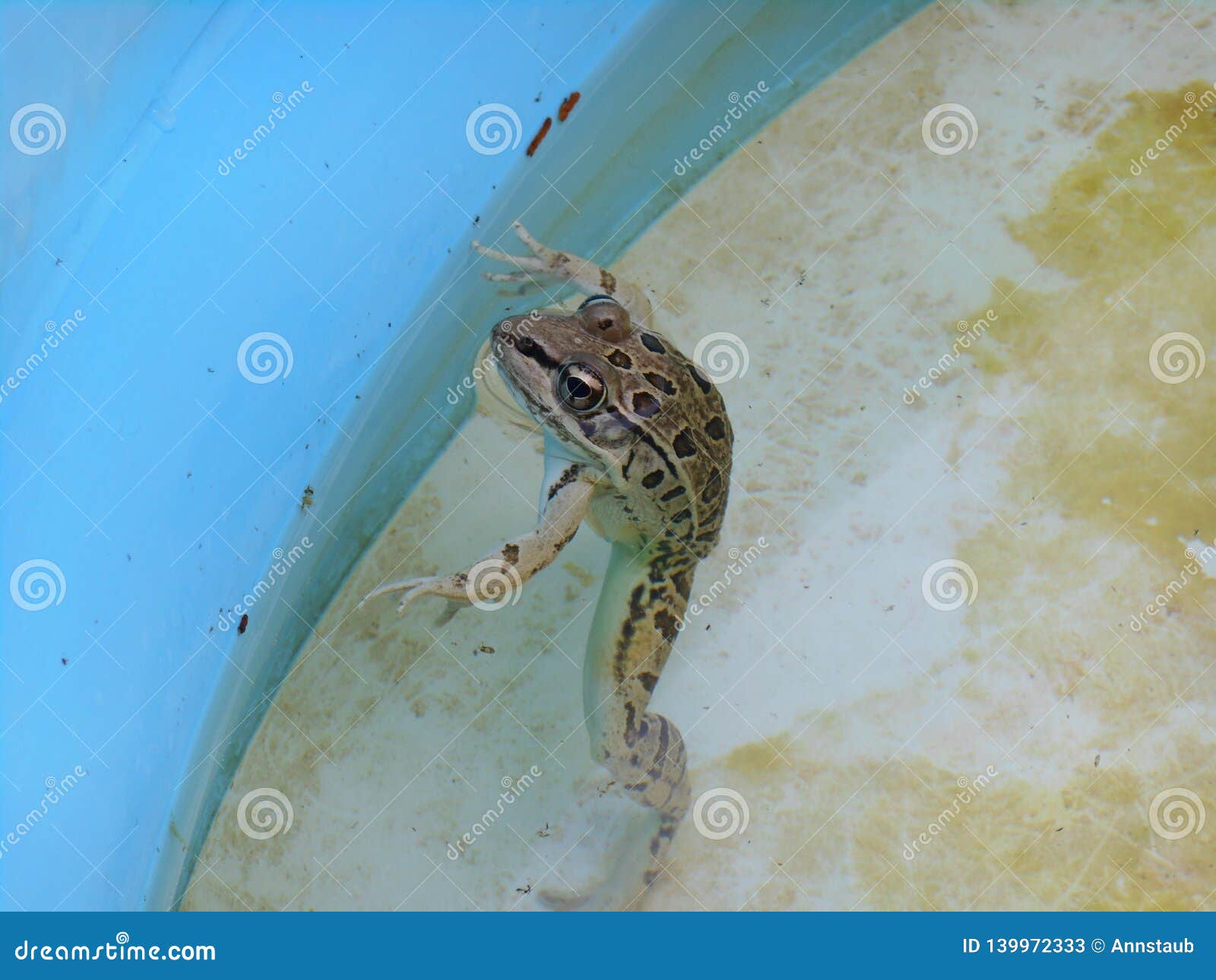 Frog Swimming Inside of an Old Pool Stock Image - Image of pool, spots ...
