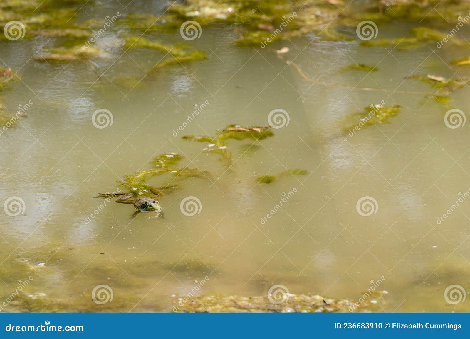 Frog Swimming Lazily in the Middle of a Scummy Pond Stock Photo - Image ...