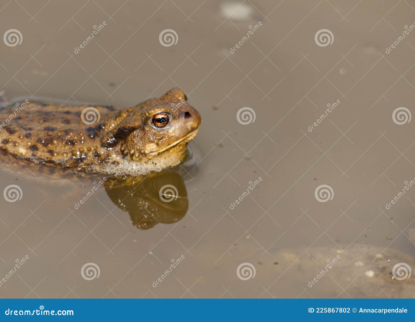 A Common Toad (Bufo Bufo) Swimming in a Muddy Pool Stock Photo - Image ...
