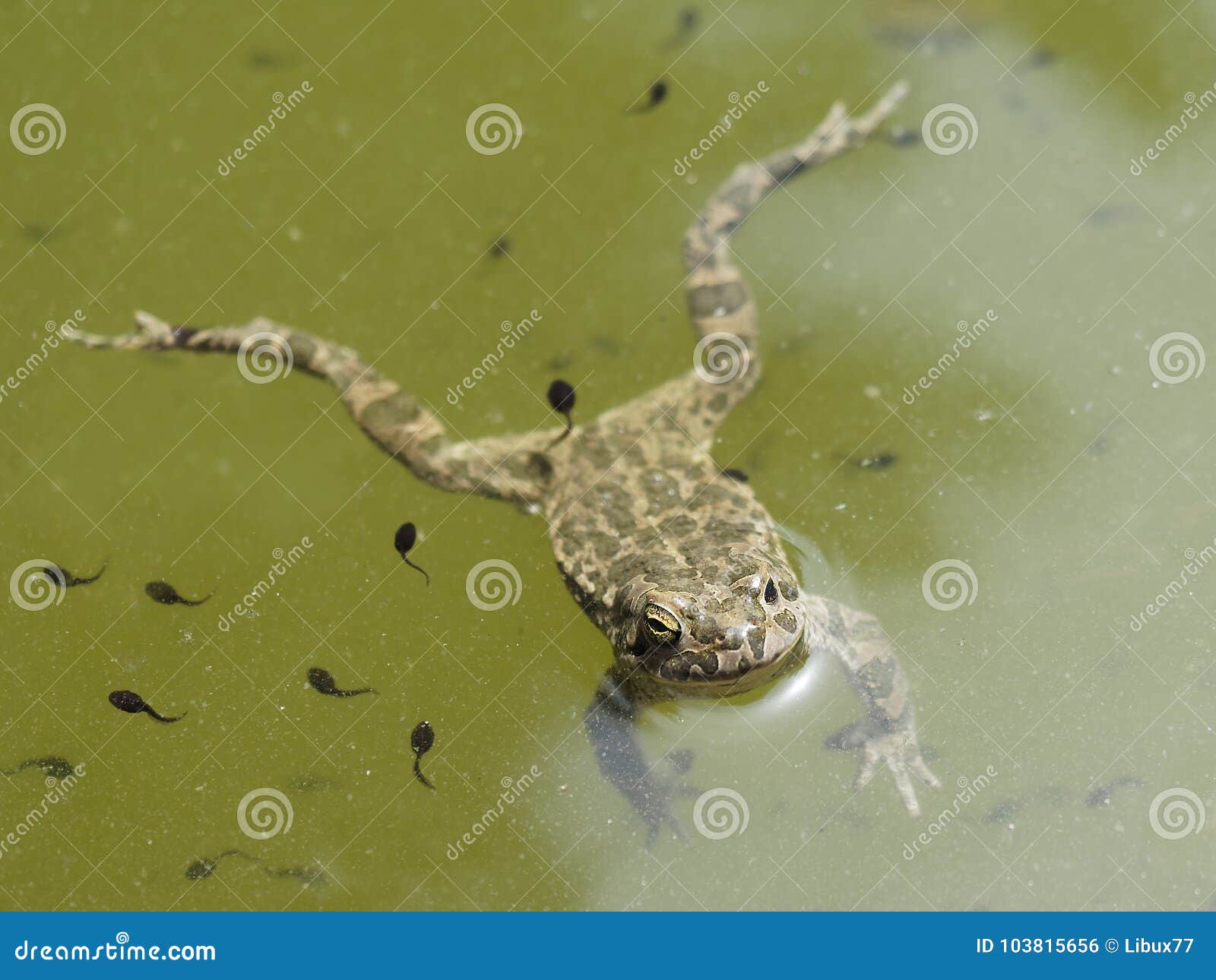 Frog swimming pond stock photo. Image of brown, rough - 103815656