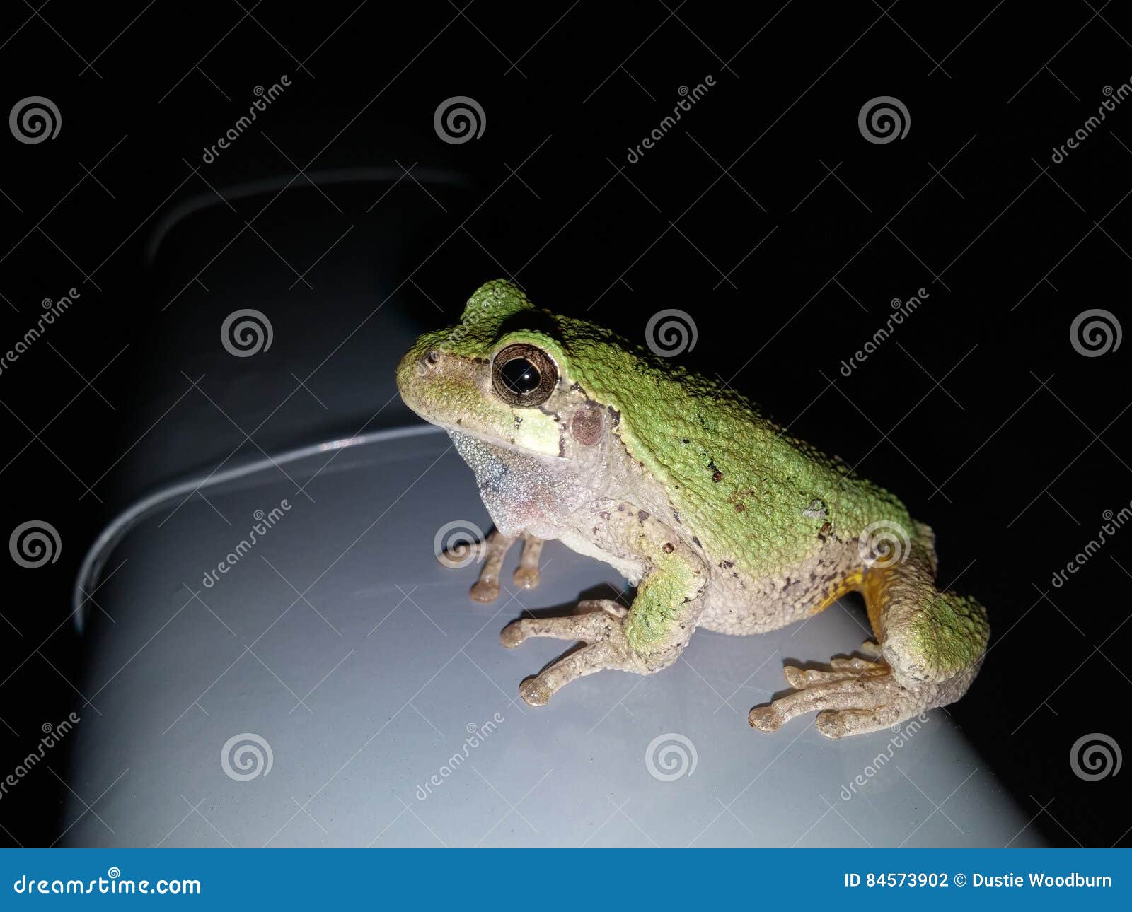 Frog stock photo. Image of pool, green, frog, reen, swimming - 84573902