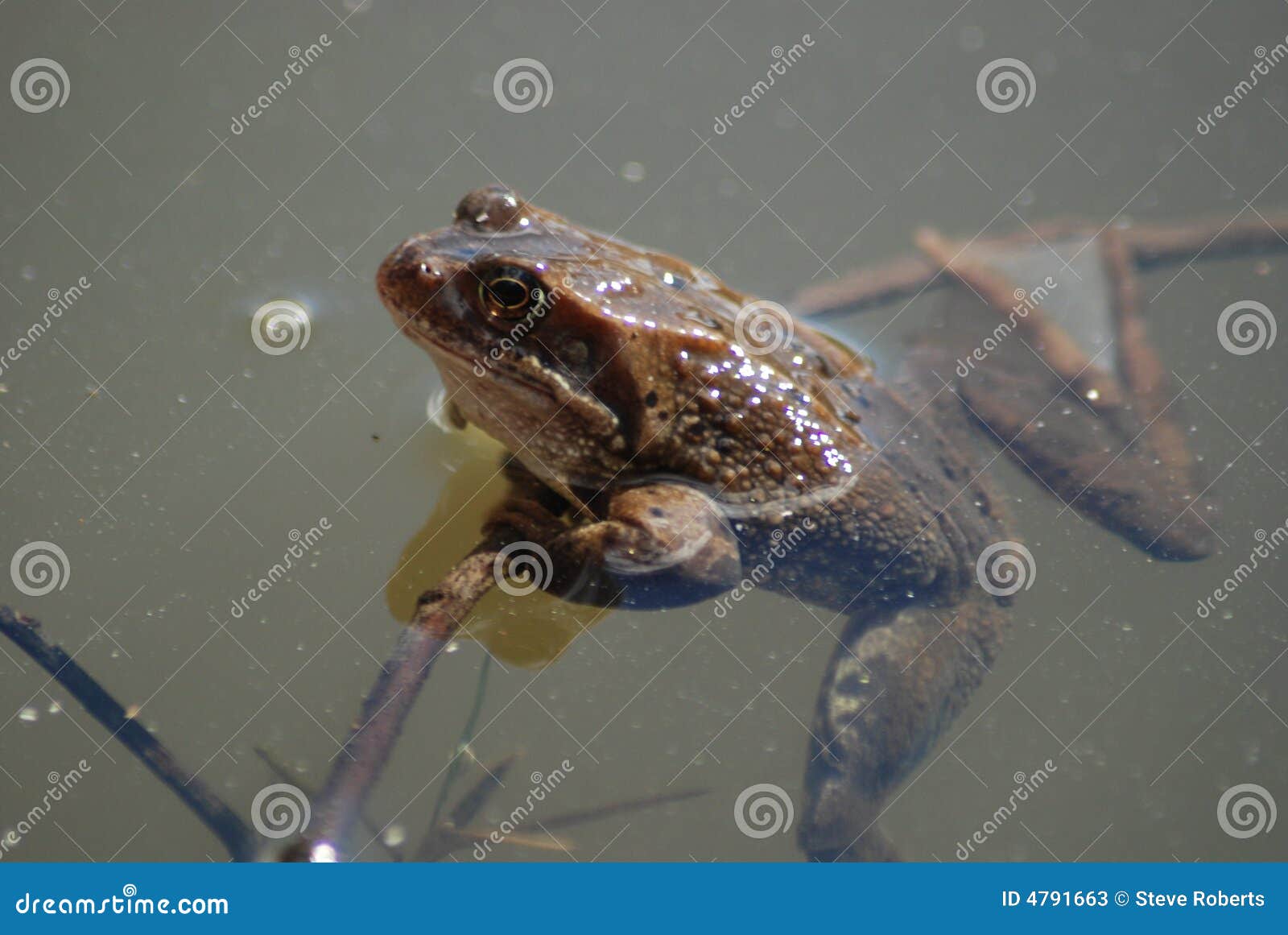 Frog swimming in water stock image. Image of look, frog - 4791663