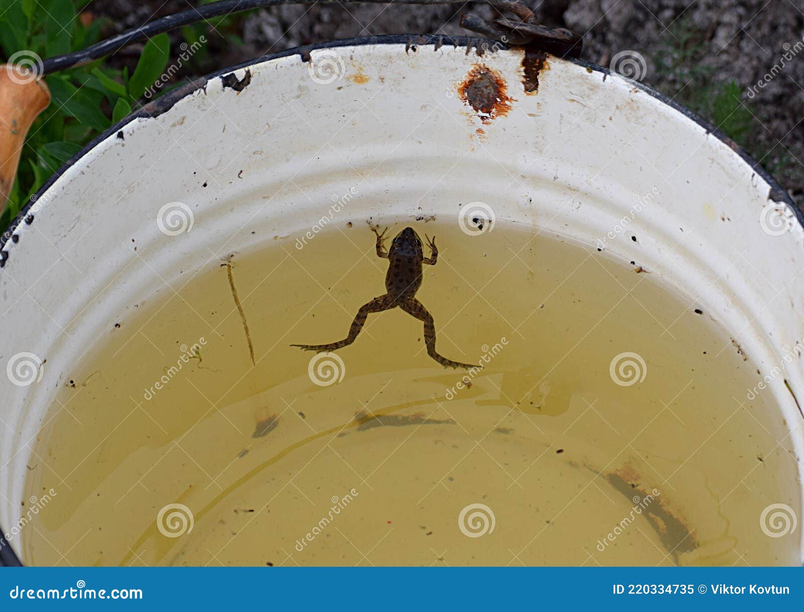 The Frog Swims in a Bucket of Water Stock Image - Image of dirty ...
