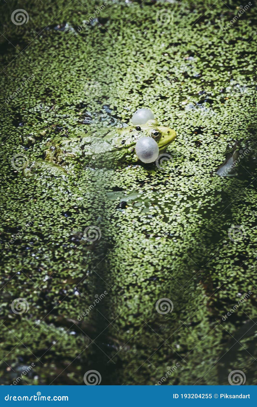 Frog with swollen cheeks stock image. Image of frog - 193204255