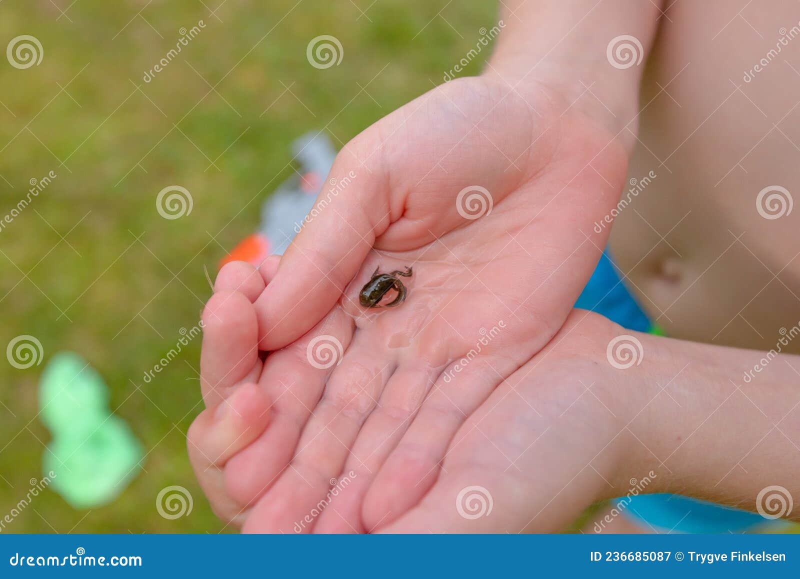 A Frog Tadpole with Developed Limbs Held in a Hand.. Stock Image ...