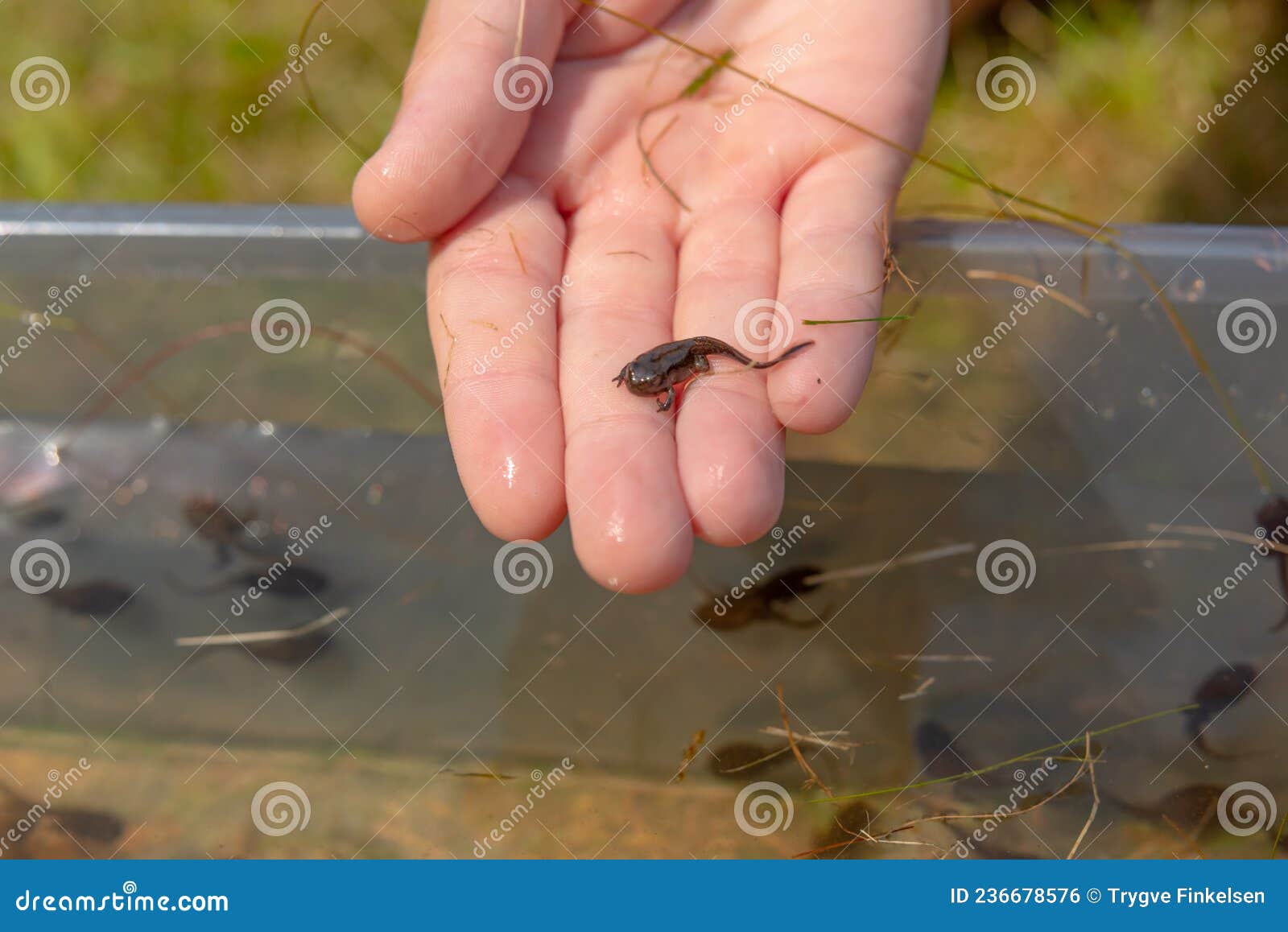 A Frog Tadpole with Developed Limbs Held in a Hand.. Stock Photo ...