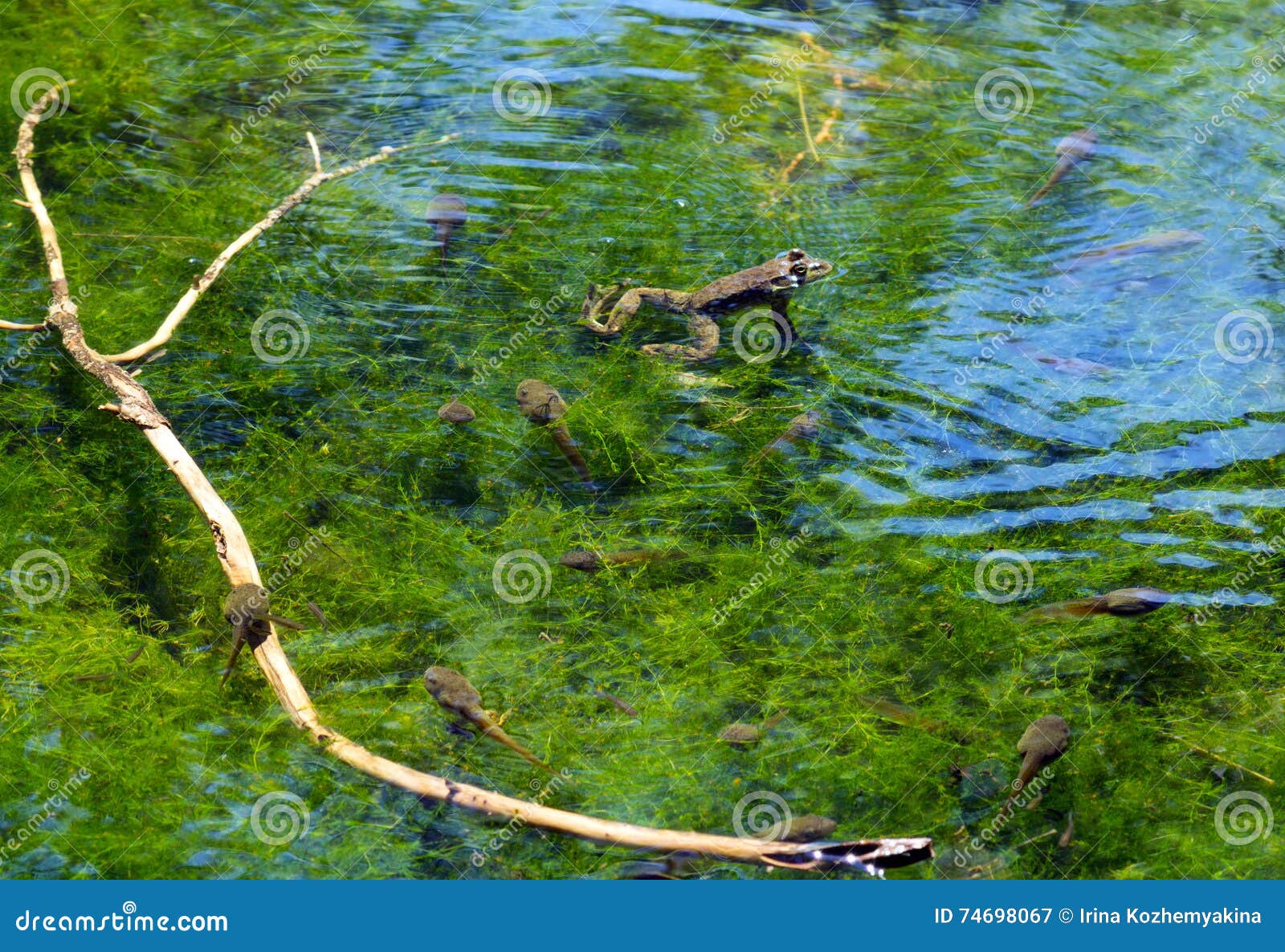 Frog and Tadpoles in the Pond Overgrown Stock Image - Image of life ...