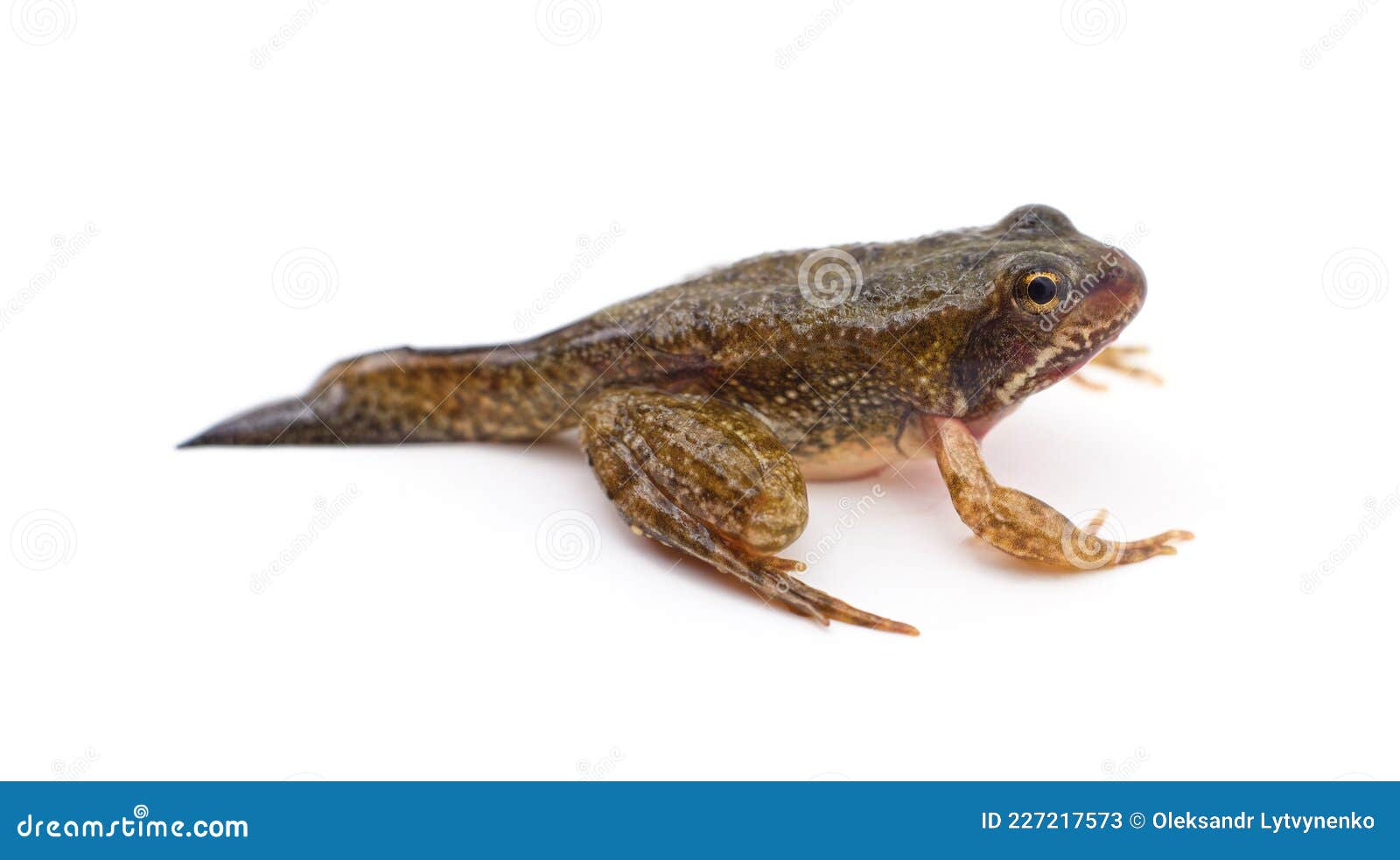 Frog with a tail stock image. Image of foot, background - 227217573