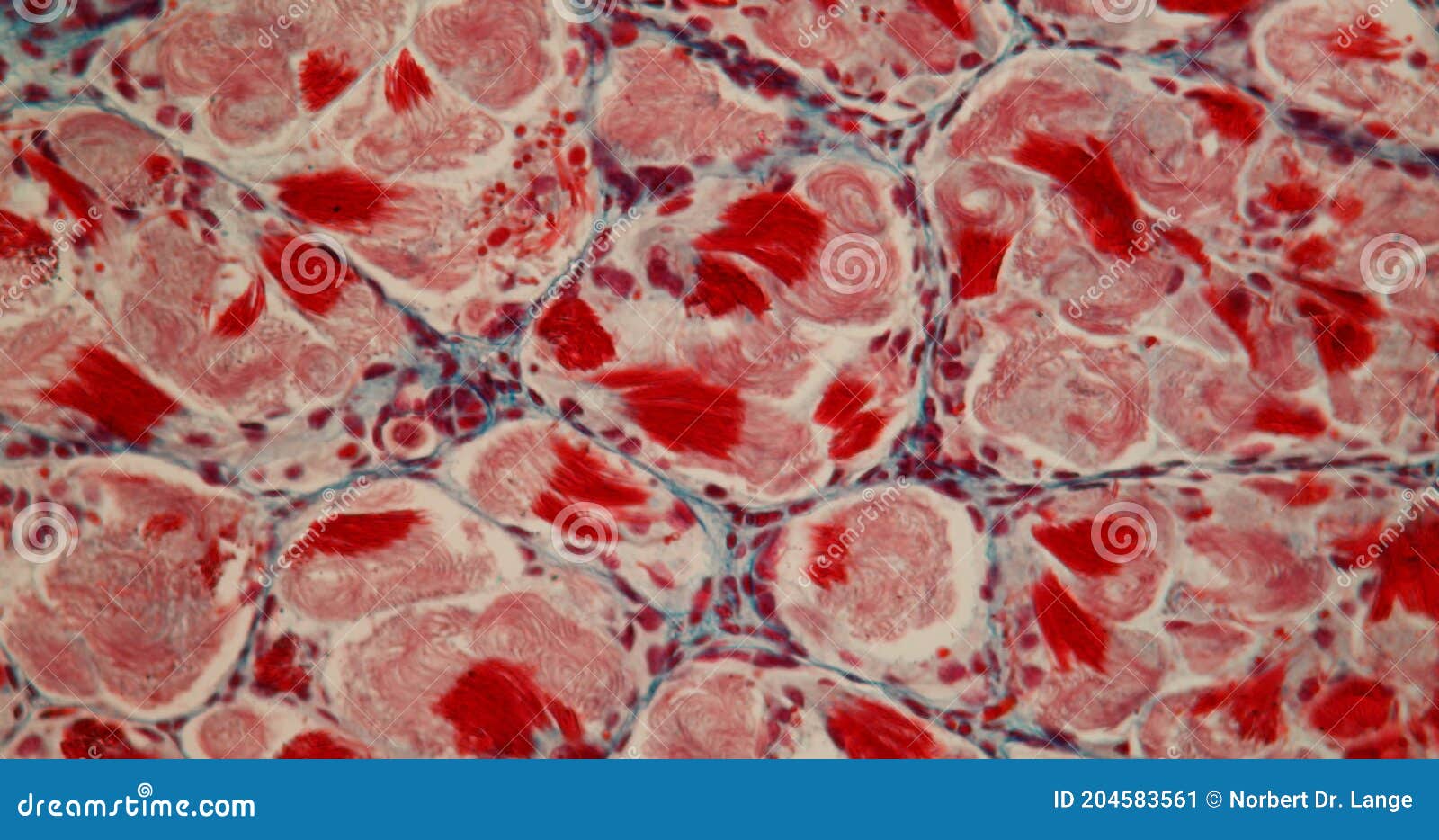 Frog testicles stock video. Video of frog, nervus, light - 204583561