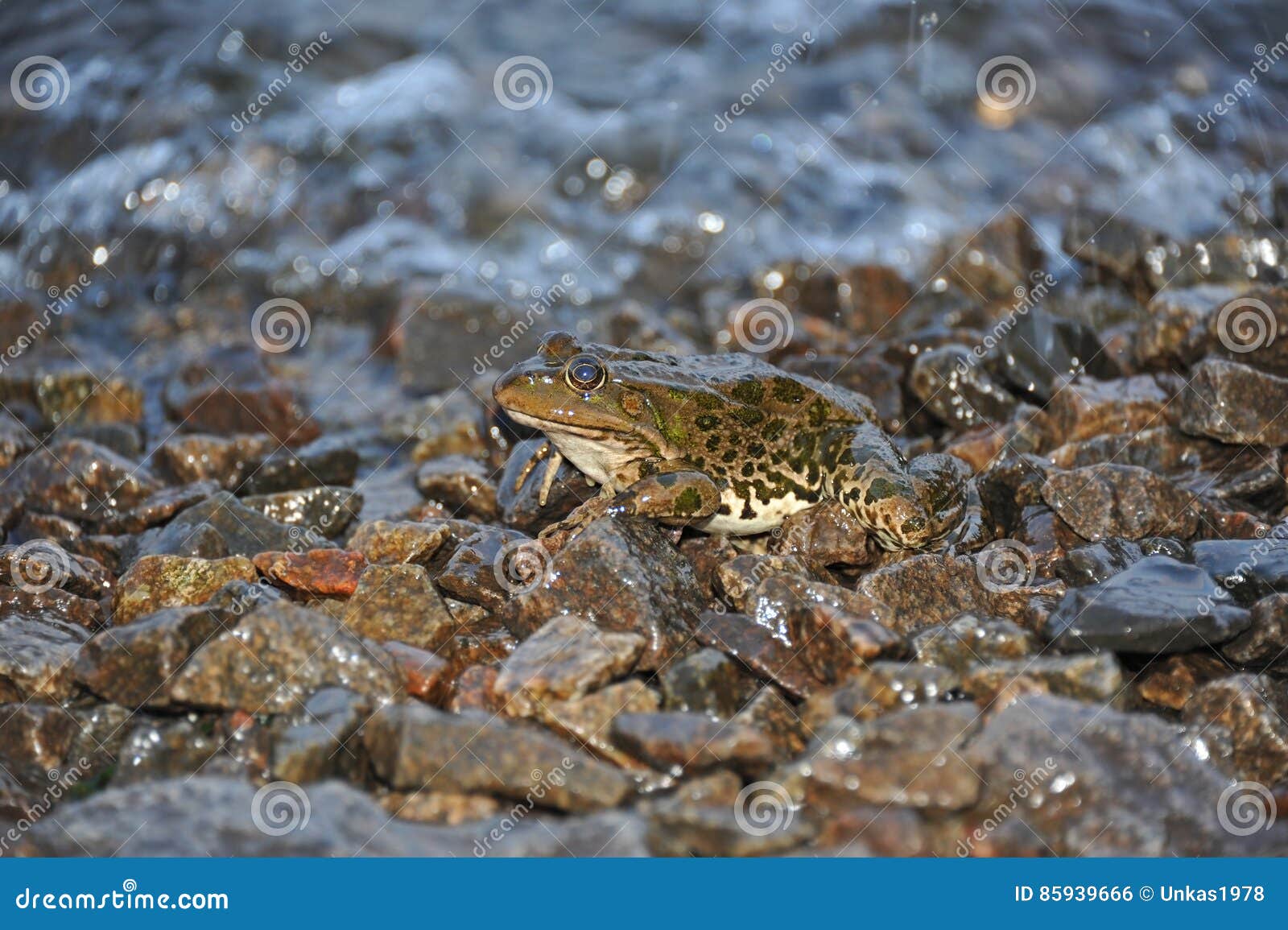 Frog in tidal wave stock photo. Image of nature, beast - 85939666