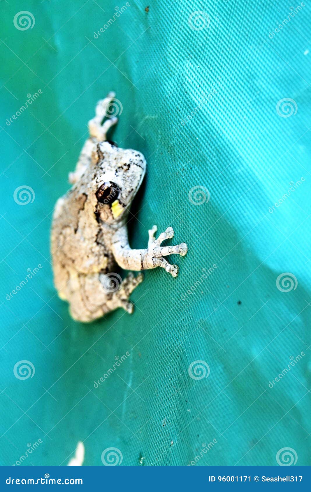 Frog stock image. Image of amphibian, webbed, spotted - 96001171