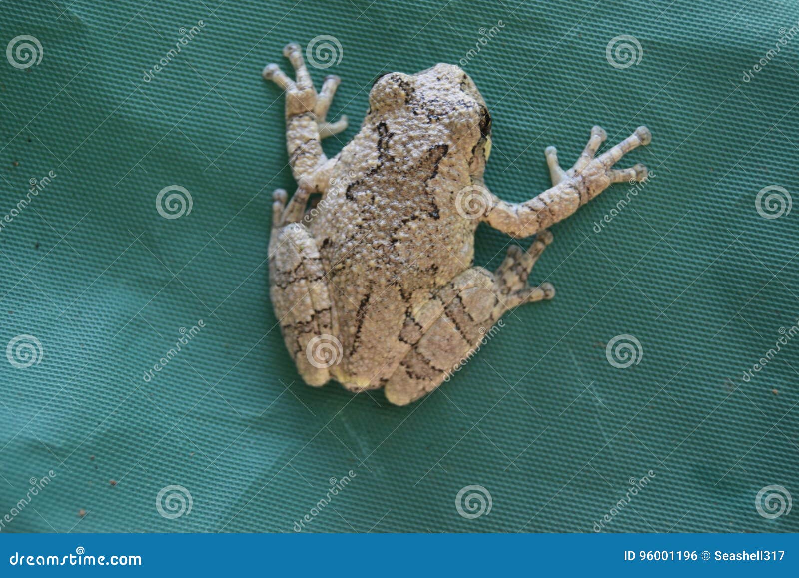 Frog stock photo. Image of jump, sunshine, sitting, toad - 96001196