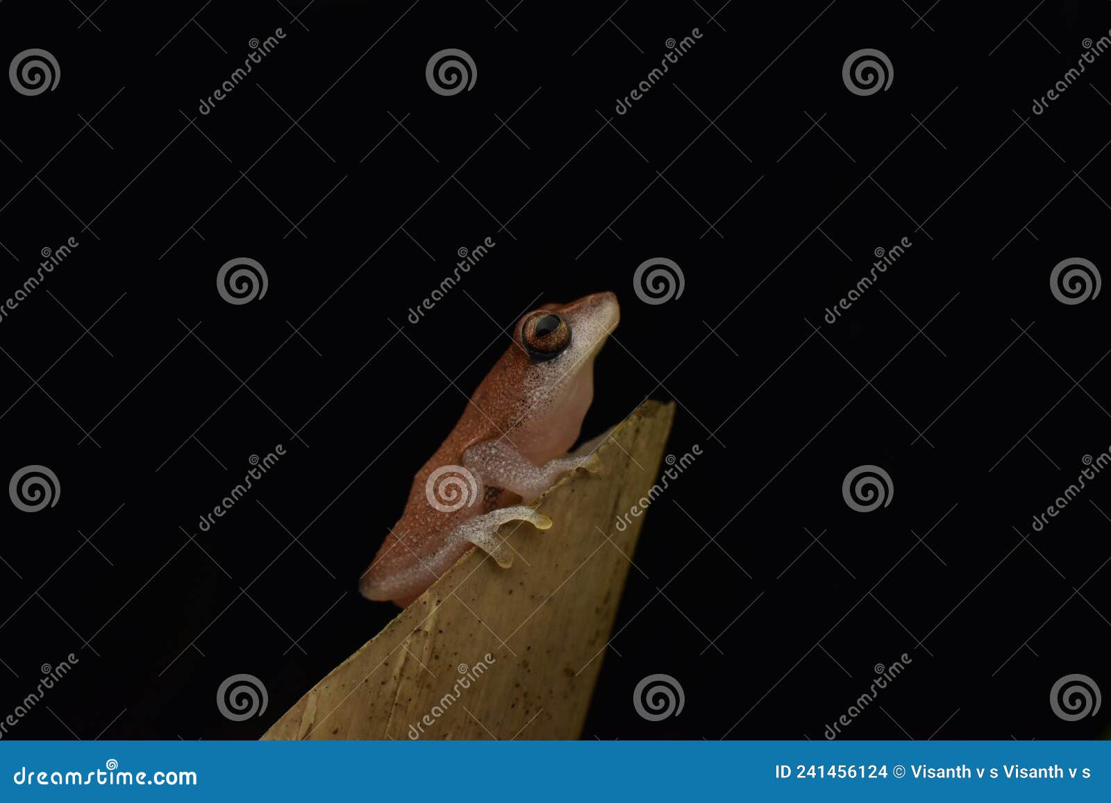 Frog on tip of stick stock photo. Image of reptile, hand - 241456124