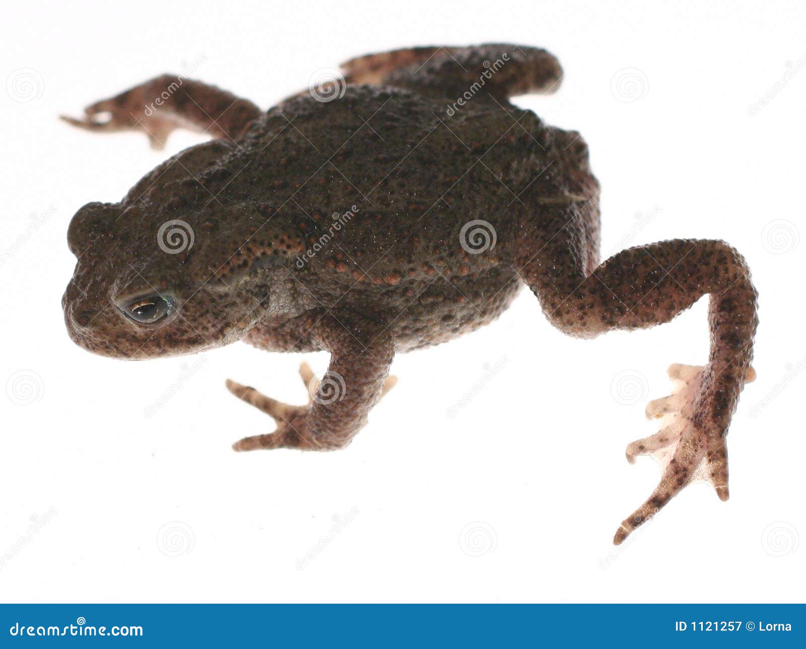 412 Toad Feet Stock Photos - Free & Royalty-Free Stock Photos from ...