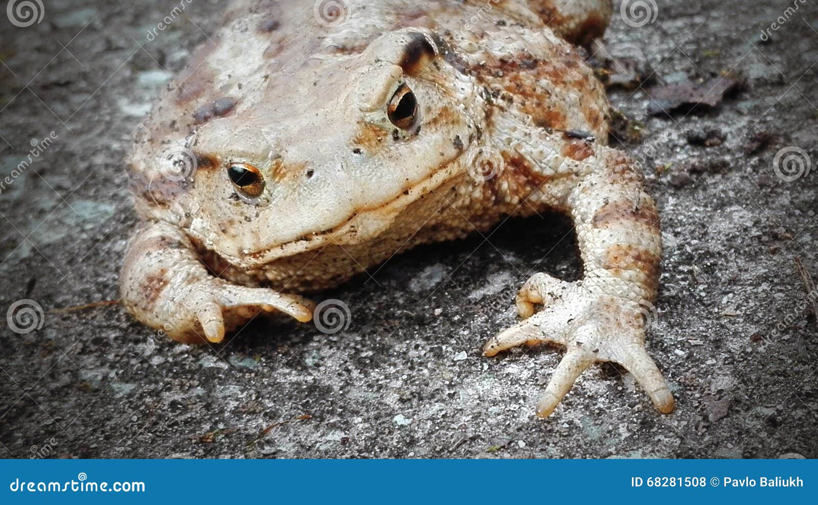 Frog Toad on Gray Background Stock Photo - Image of closeup, wart: 68281508