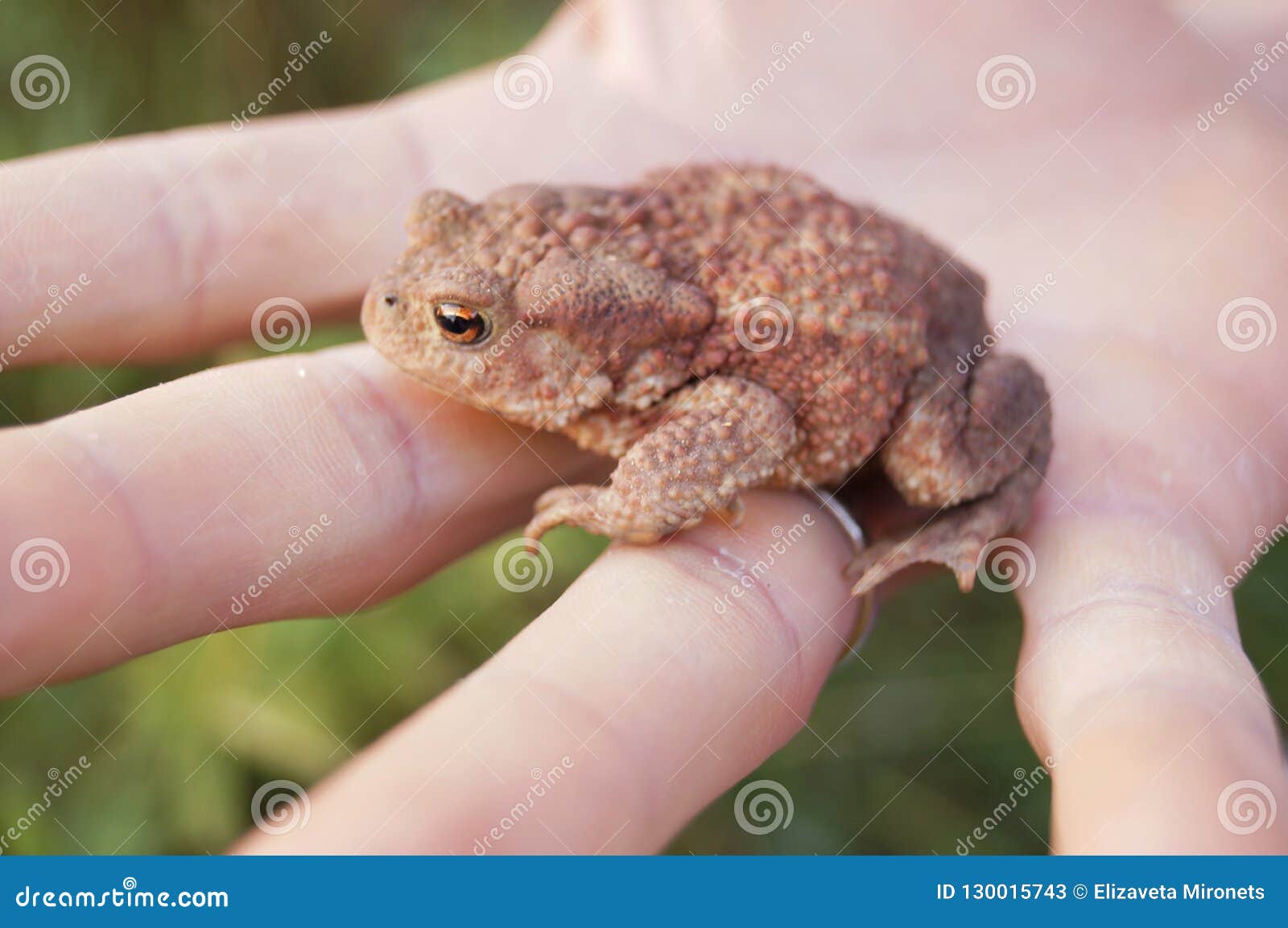 Frog or Toad on Hand! Wonderful Summer Day Stock Image - Image of ...
