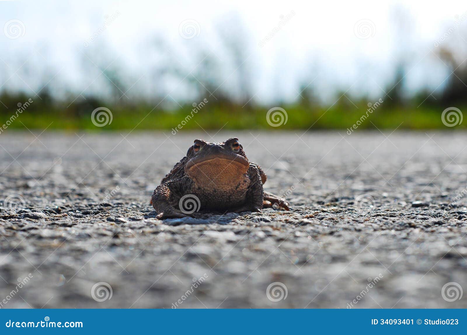 Frog Toad on the road stock image. Image of looking, color - 34093401