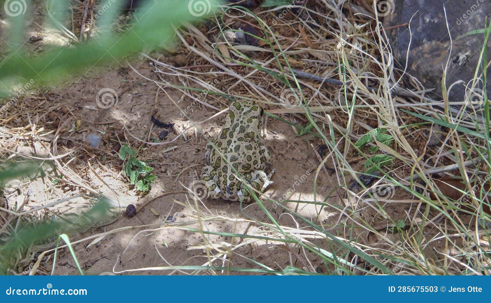 Frog or Toad Sitting on the Ground N Morocco Stock Image - Image of ...